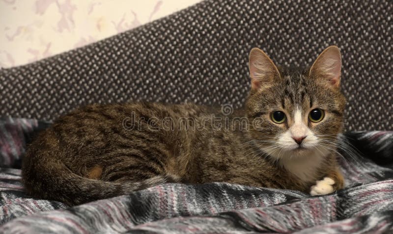 Junge Katze Der Getigerten Katze Stockfoto - Bild von inländisch ...