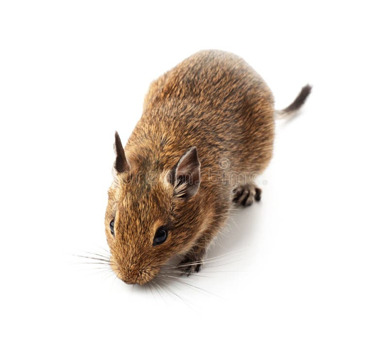 1,148 Degu Haustier Stock Fotos - Freie & Royalty-Free Stock Fotos von ...