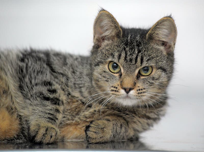 Junge Katze Der Getigerten Katze Stockbild - Bild von nett, pelz: 33681365