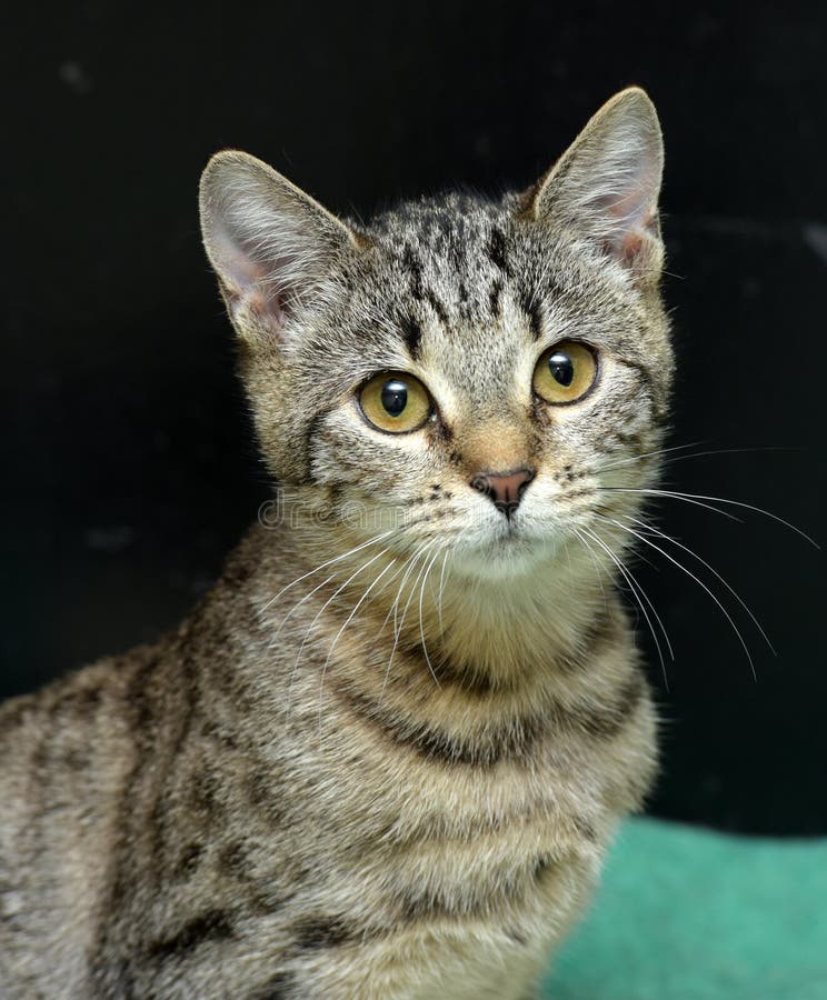 Junge Katze Der Getigerten Katze Stockbild - Bild von grau, kastriert ...