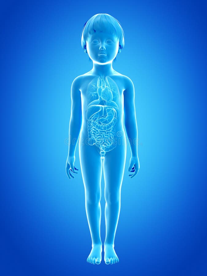 Junge kinder- Organe stock abbildung. Illustration von medizinisch ...