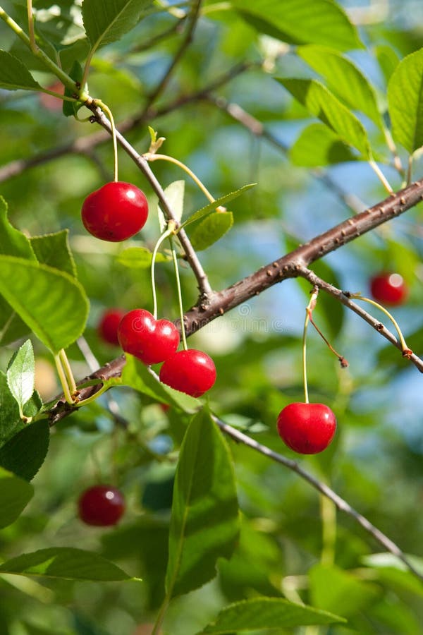 Junger Kirschbaum in Der Sonne Stockfoto - Bild von nahaufnahme, blatt ...