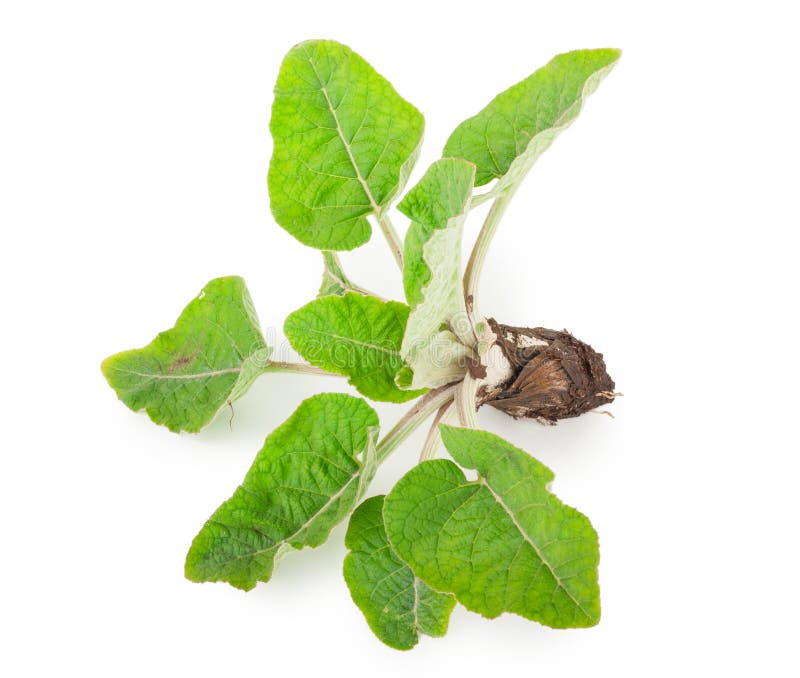 Junge Klette stockbild. Bild von blatt, botanik, farbe - 94020483