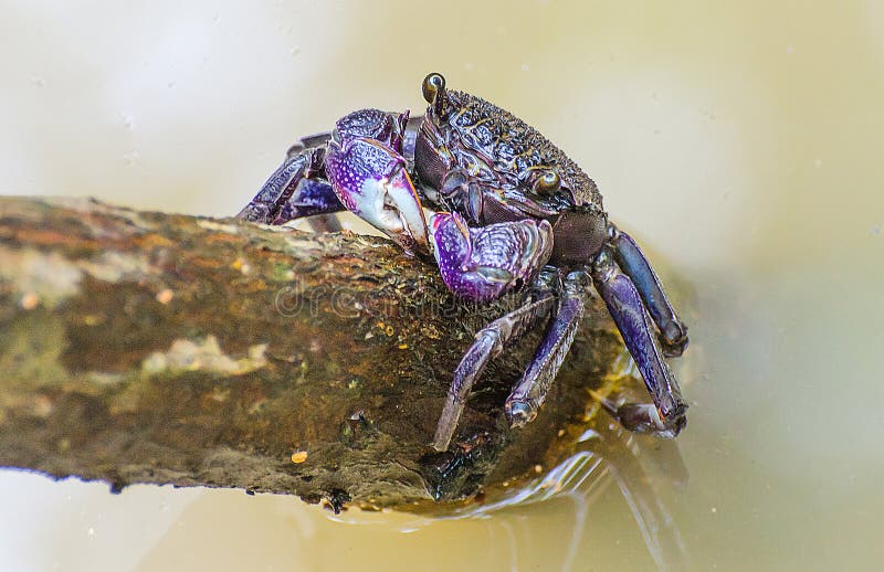 Junge Krabbe stockfoto. Bild von meeresfrüchte, essen - 41204858