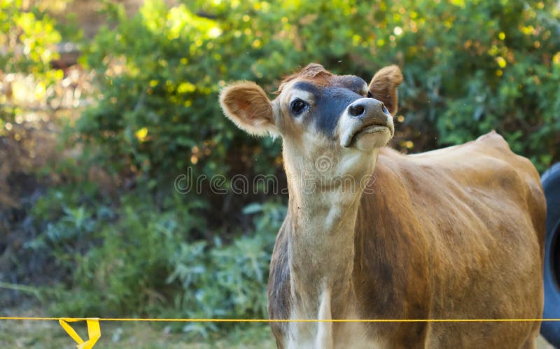 Junges Kalb stockfoto. Bild von tiere, nahaufnahme, ochse - 2980886