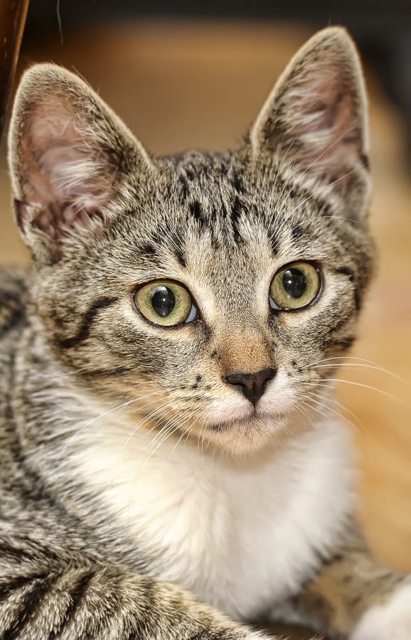 Junge Kurzhaarige Katze Der Getigerten Katze Stockfoto - Bild von ...