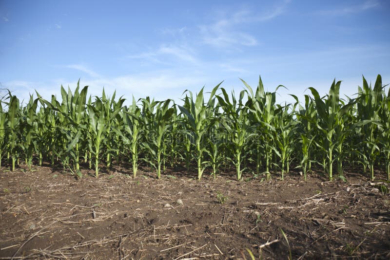 Junge Maispflanze in Der Morgensonne Stockbild - Bild von wolken, mais ...