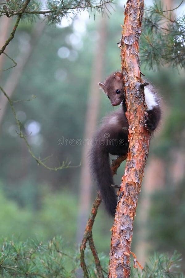 Junge Marderbuche, Lat Martes Foina Stockbild - Bild von breasted, wild ...
