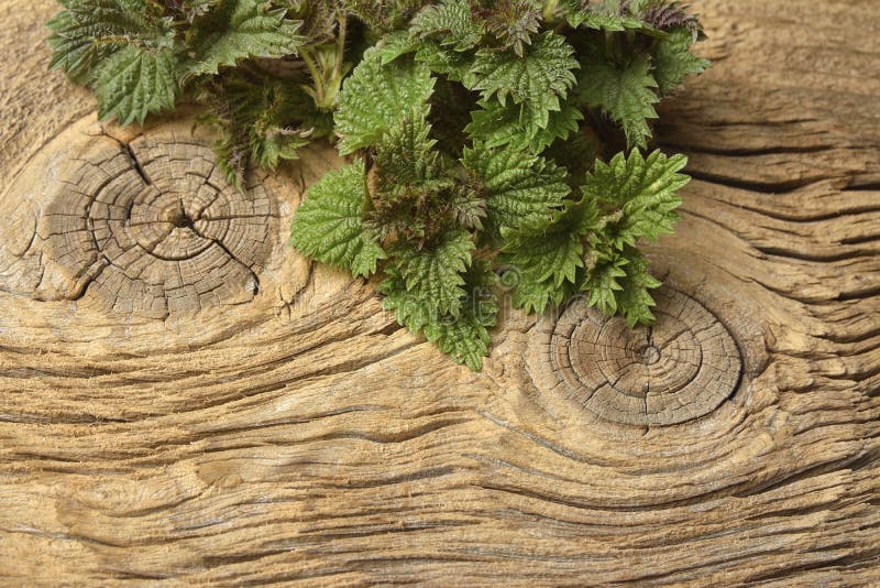 Junge Nessel in einem Wald stockfoto. Bild von betrieb - 21343988