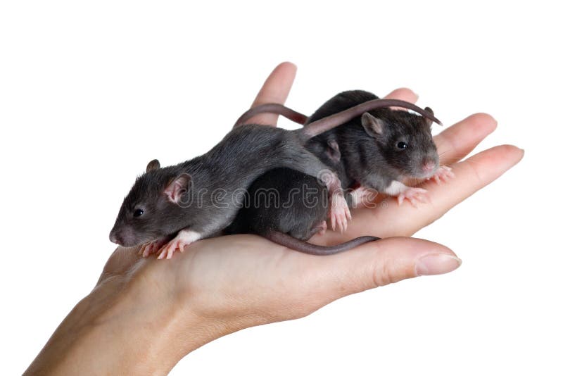 Drei Kleine Schwarze Ratten Stockfoto - Bild von bart, hand: 14973202