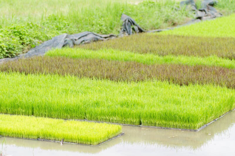 Junge Reispflanze Auf Dem Bebauten Gebiet Stockfoto - Bild von ...