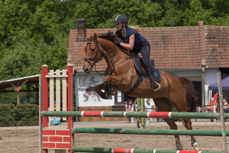 Dunkelbraunes Pferd Beim Springen