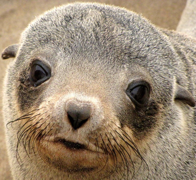 Junge Robbe stockbild. Bild von napier, tier, jung, nave - 11936241