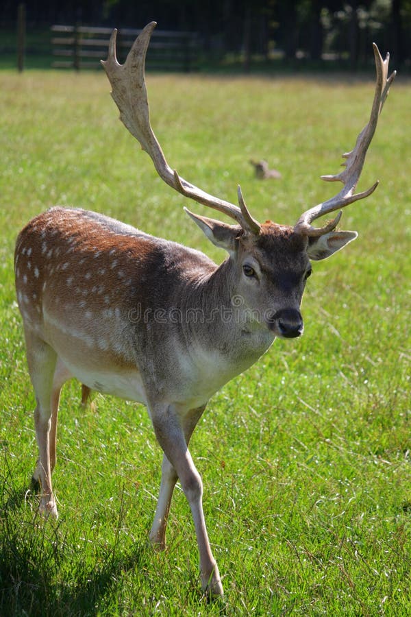 Rotwild Essen Gras, Tropischen Wald Stockfoto - Bild von kolorado ...