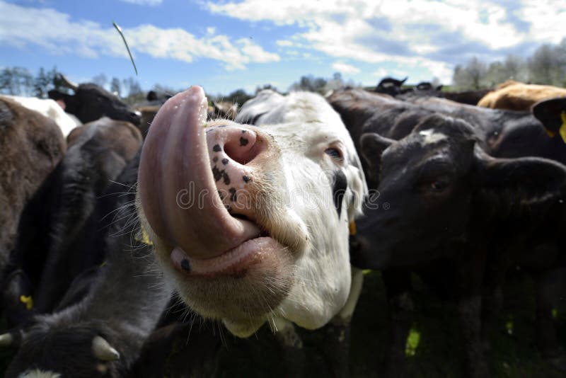 Stier stockbild. Bild von säugetier, sonne, gras, sonderkommando ...