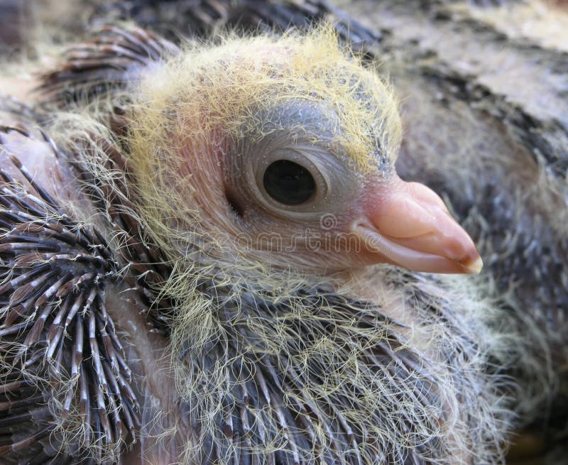 Junge Taube stockfoto. Bild von abfall, tier, nest, federn - 3324454