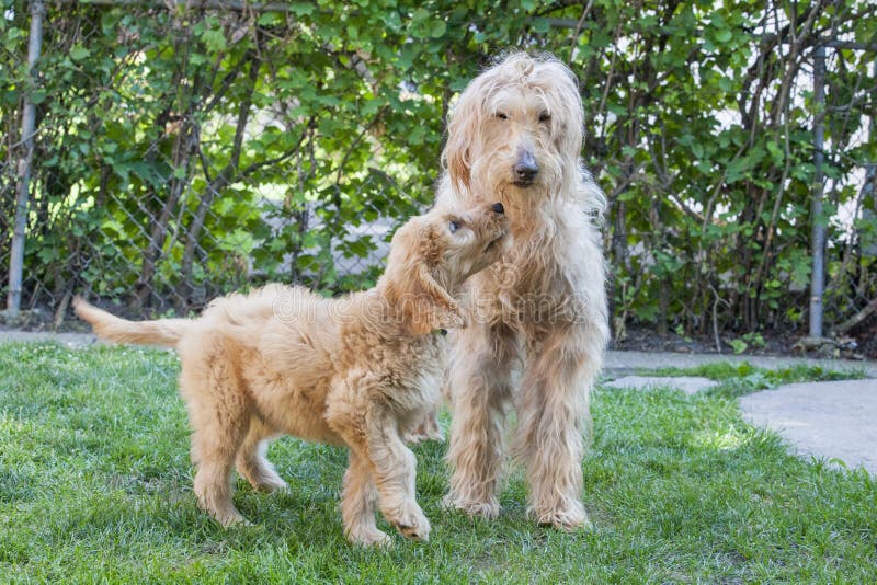 Shaggy Goldendoodle Puppy Auf Einem Fantastischen Bunten Stuhl ...