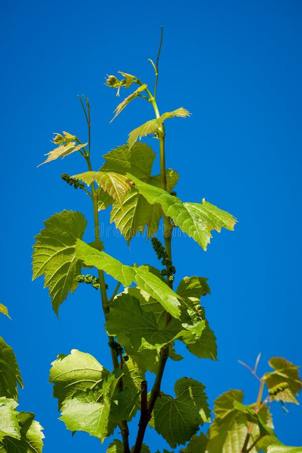 Junge Weinstock leavees stockfoto. Bild von weinbau, weinkellerei ...