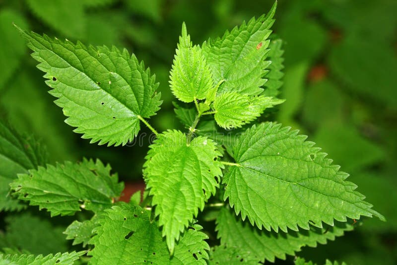 Wilde Nessel stockbild. Bild von kraut, flora, unkraut - 24310661