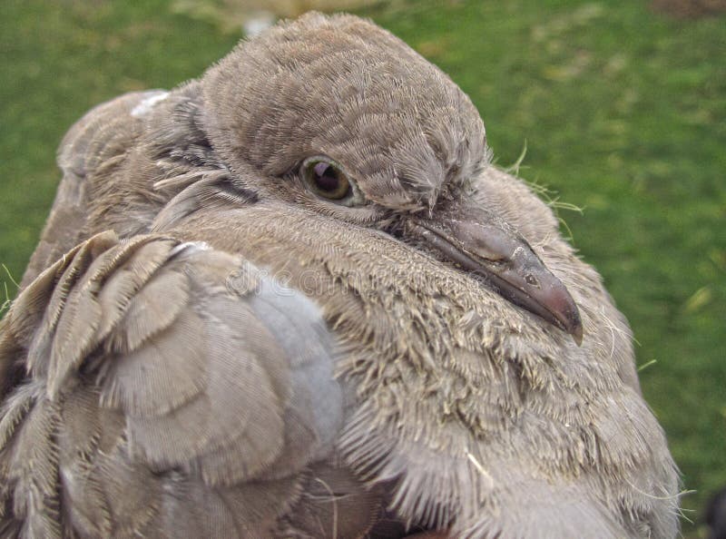 2,042 Junge Taube Fotos - Kostenlose und Royalty-Free Stock-Fotos von ...