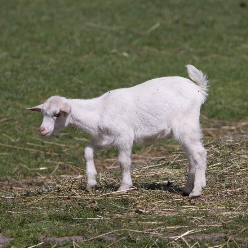 Junge Ziege, Die Gleichgewicht Auf Einem Klotz Zeigt Stockbild - Bild ...