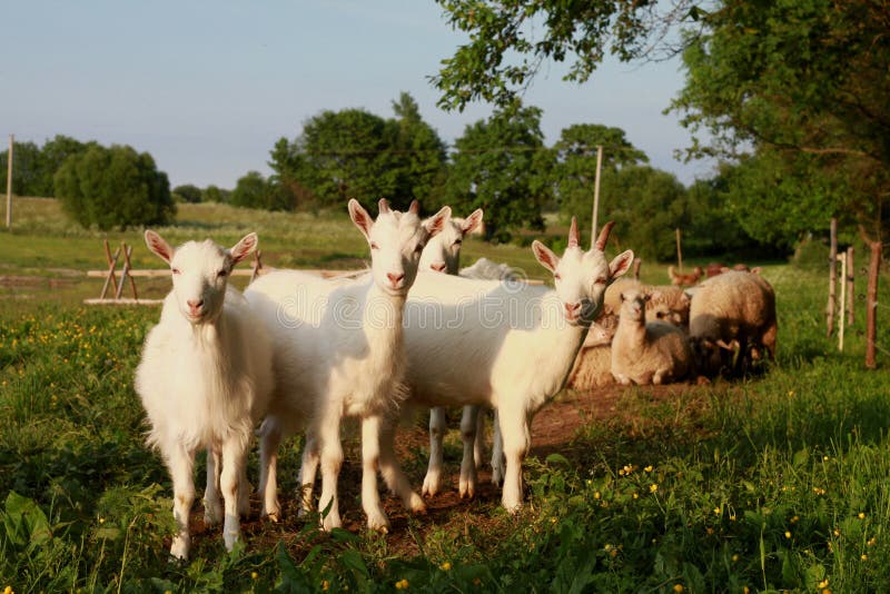 Junge Ziegen stockfoto. Bild von gras, feld, beweidung - 25189708