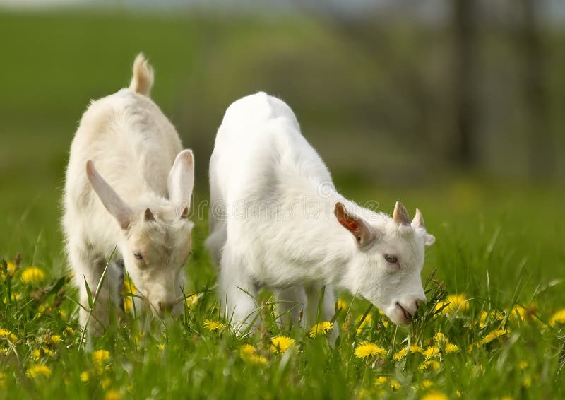 Junge Ziegen stockfoto. Bild von löwenzahn, unschuld, duell - 4333904