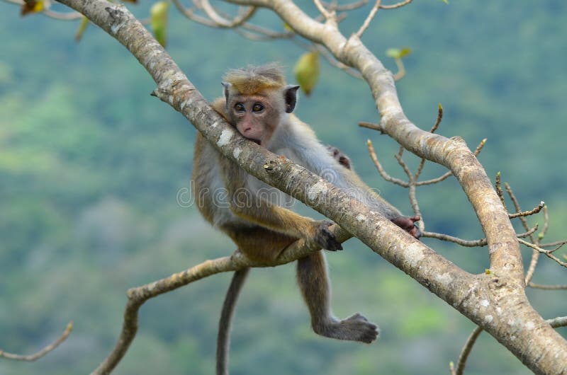 Affe auf dem Baum stockfoto. Bild von nahaufnahme, nave - 39088916