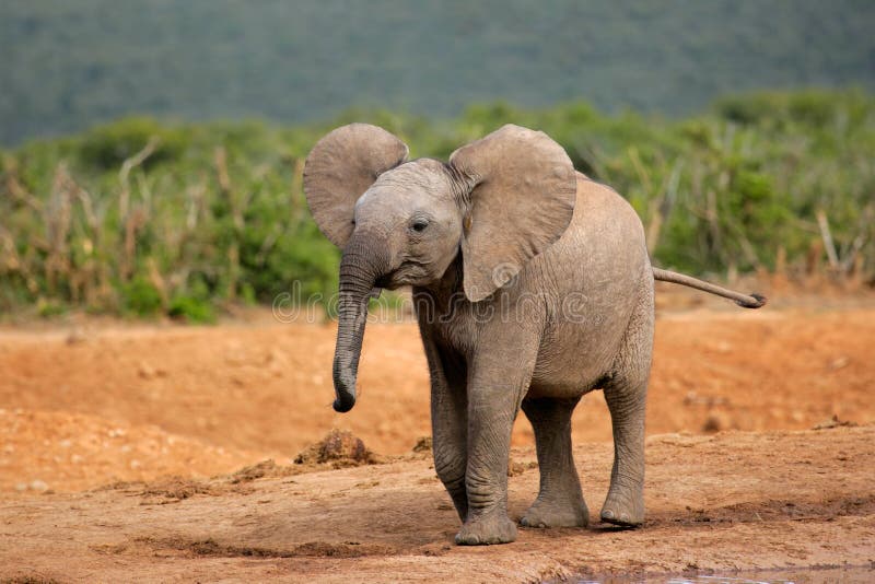 Junger Afrikanischer Elefant Stockfoto - Bild von elefant, riesig: 31636866