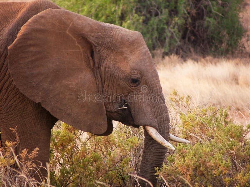 Junger Afrikanischer Elefant, Der Gras Im Wilden Isst Stockfoto - Bild ...
