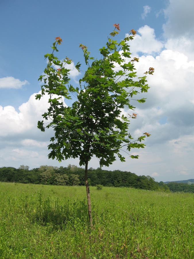 Junger Ahornbaum stockbild. Bild von üppig, nave, frühling - 53601571