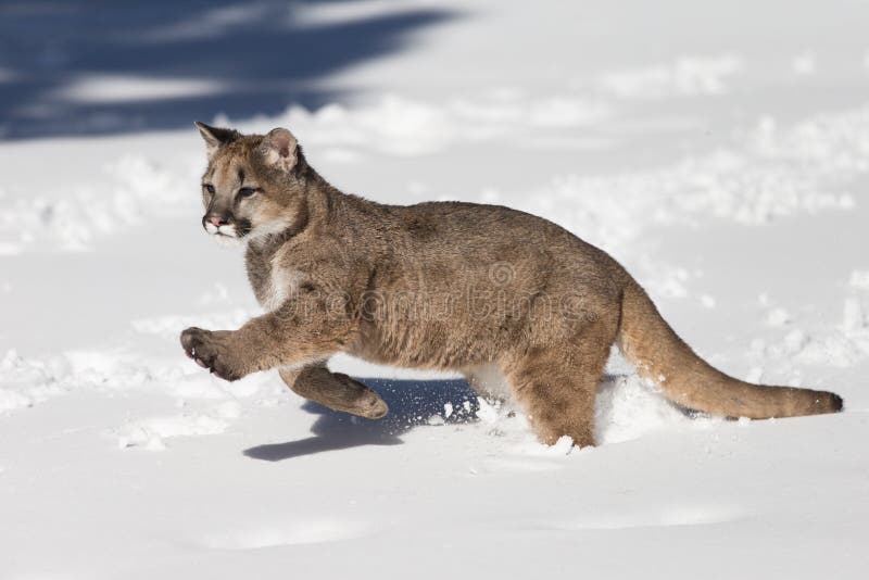 Junger Berglöwe im Schnee stockfoto. Bild von beige, porträt - 29474654