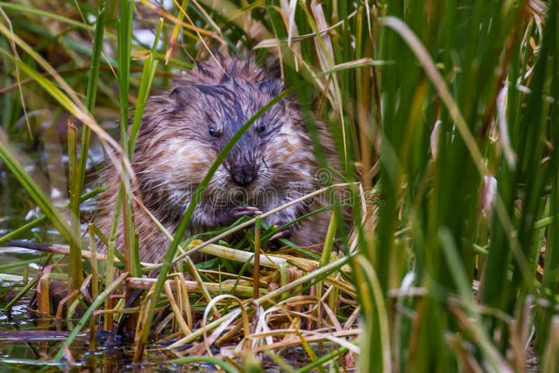 Baby-Biber stockfoto. Bild von verhalten, tzchen, rand - 73614360