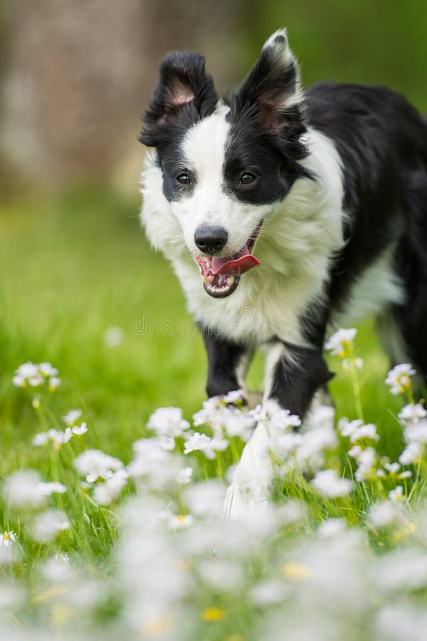 Border Collie Dog in a Spring Meadow Stock Photo - Image of flowers ...