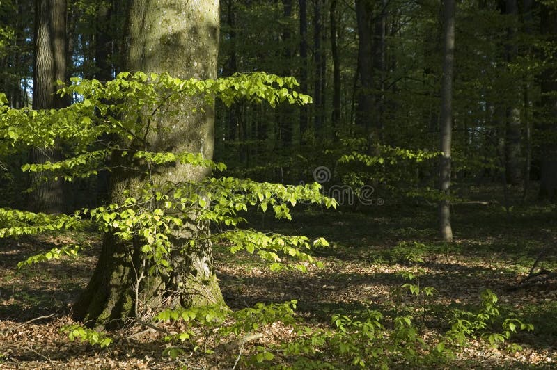 Buche-Baum stockbild. Bild von baum, buche - 726653