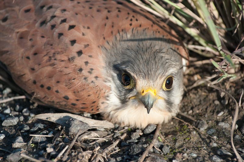 Junger Bussard stockbild. Bild von vogel, eurasier, mittelmeer - 14030283