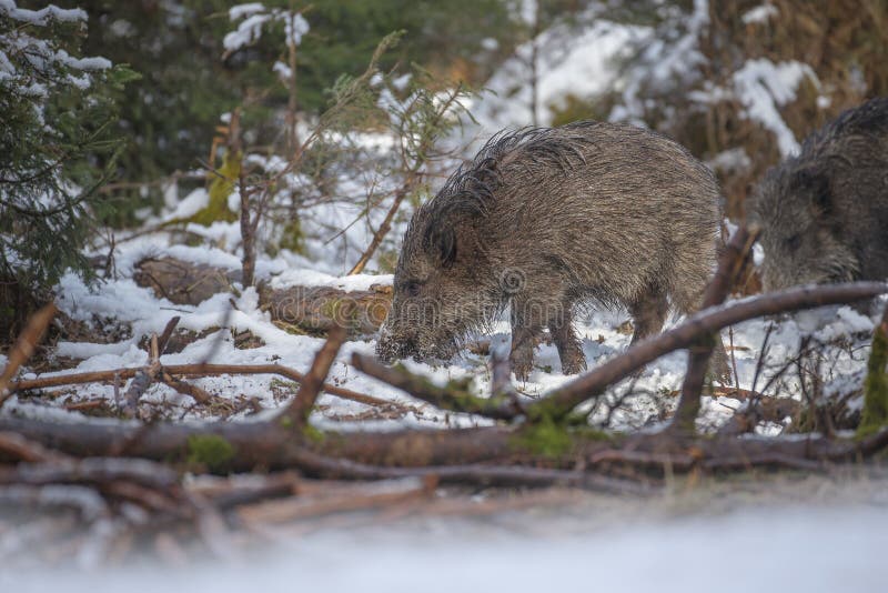 Junger Eber stockfoto. Bild von tier, porträt, schnee - 68111750