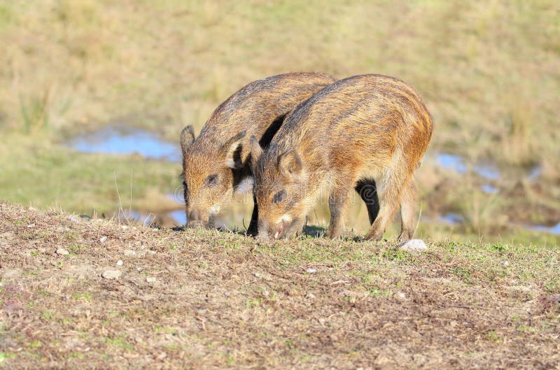 Junger Eber, Der in Der Natur Isst Stockbild - Bild von porträt ...