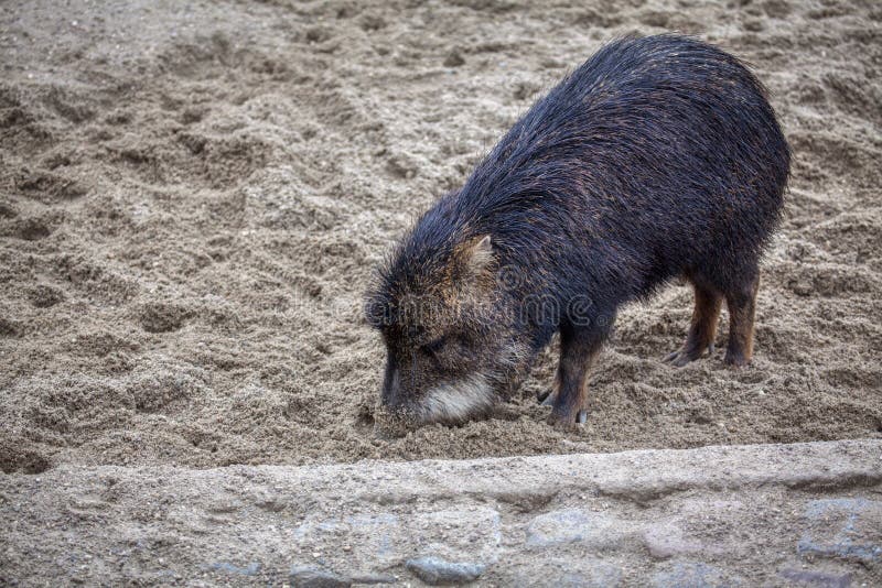 Junger Eber stockbild. Bild von zufuhr, schweine, aufrichten - 30012881