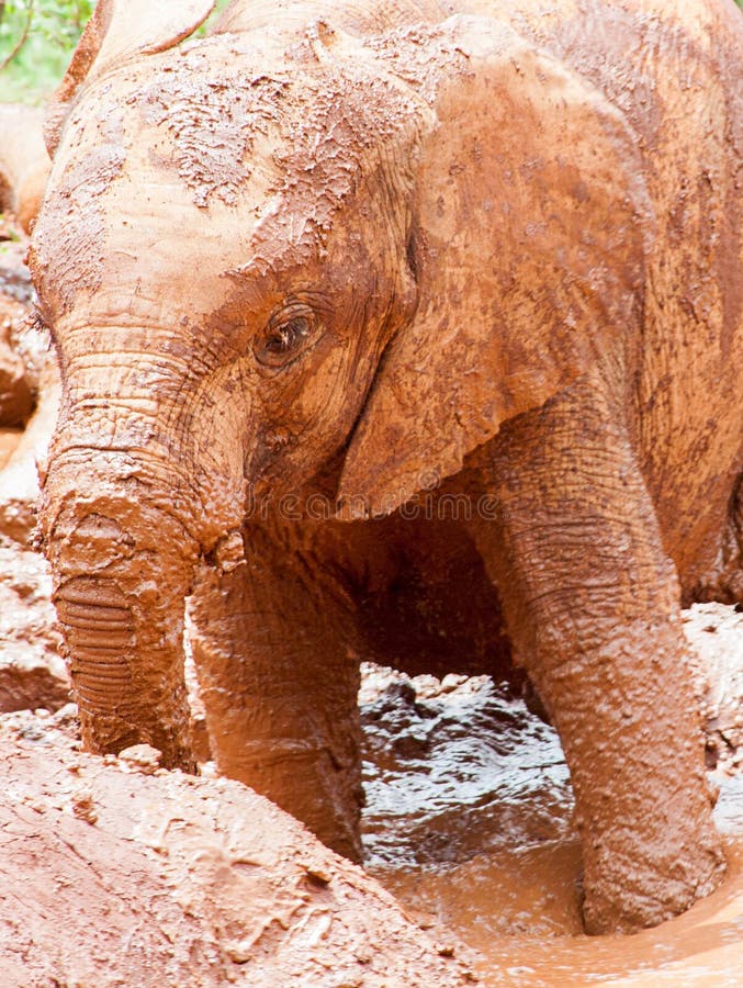 Junger Elefant, Der Im Schlamm Spielt Stockfoto - Bild von umgebung ...