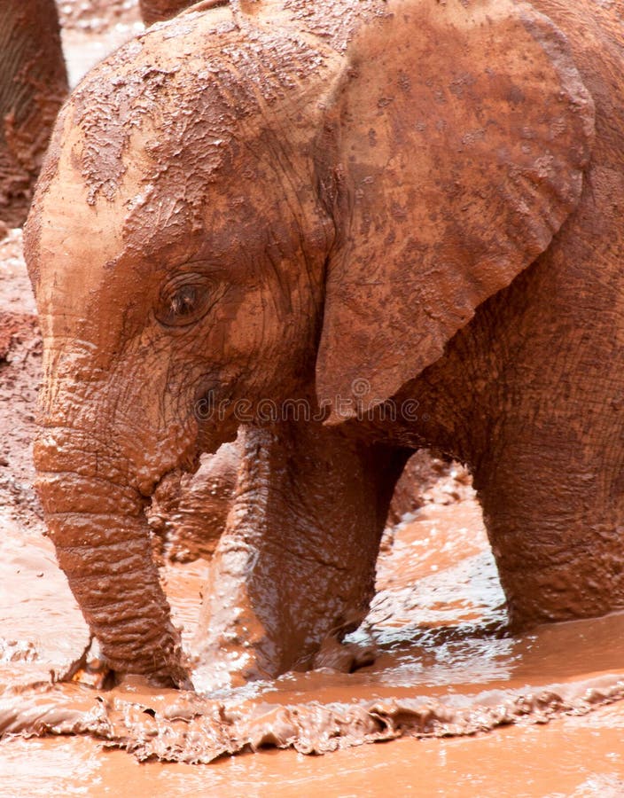 Junger Elefant, Der in Schlammiges Wasser Geht Stockfoto - Bild von ...