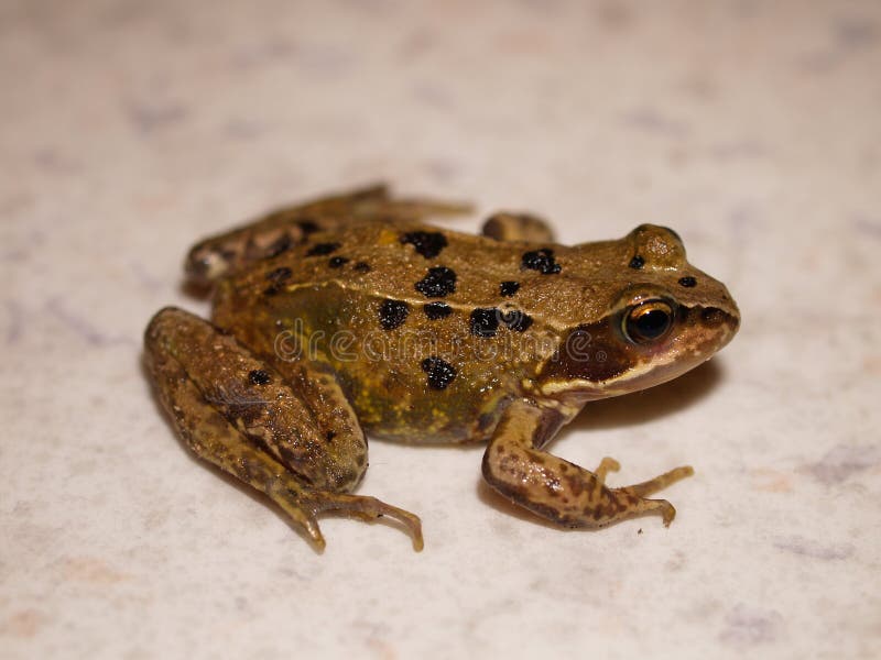 Junger Frosch stockfoto. Bild von kermit, braun, ruhe, blick - 944438