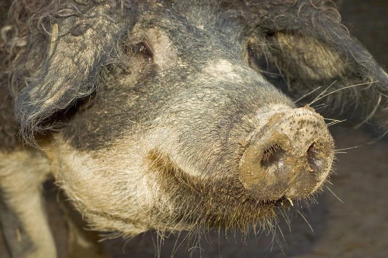Eber stockbild. Bild von eisig, nave, bunt, nahaufnahme - 26704379