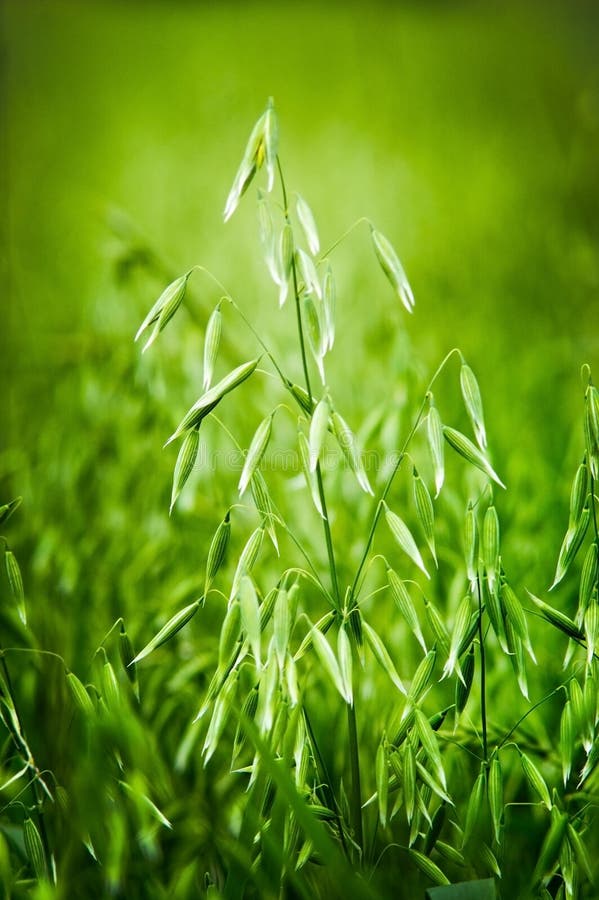 Junger Hafer Makro stockbild. Bild von pflegen, sommer - 14949665