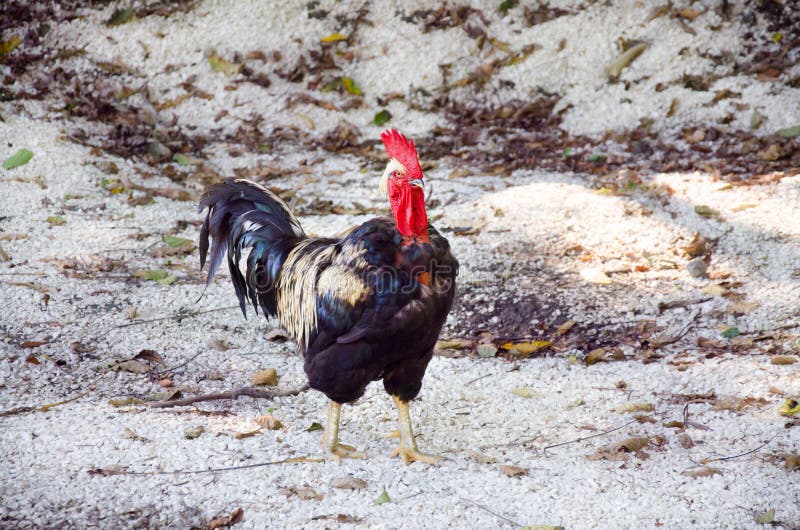 Junger Hahn Mit Goldenen Federn Hahn, Der Draußen Geht Stockfoto - Bild ...