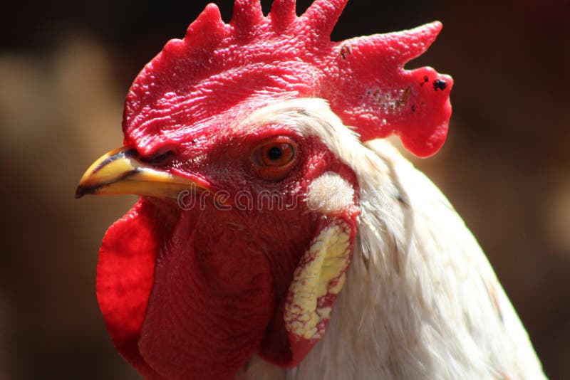 Hahn Federn Stockfotos und Bilder - Laden Sie 9,972 lizenzfreie Fotos ...