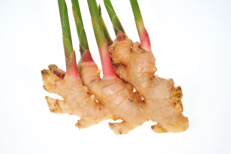 Frischer Ingwer stockfoto. Bild von ingwer, farbe, orange - 3098516