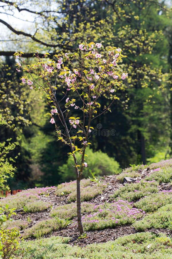 Junger Kirschbaum in Der Sonne Stockfoto - Bild von nahaufnahme, blatt ...