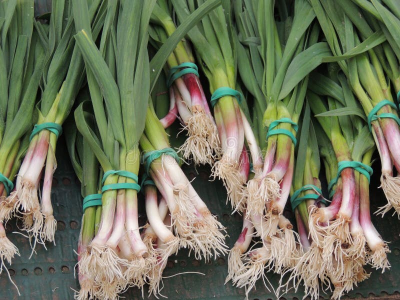 Junger Knoblauch, Rettich Und Koriander Auf Einem Blau-grauen Stein ...