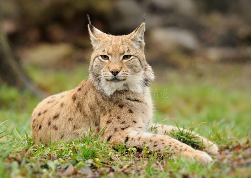 Junger Luchs stockfoto. Bild von safari, gesicht, tier - 29396638